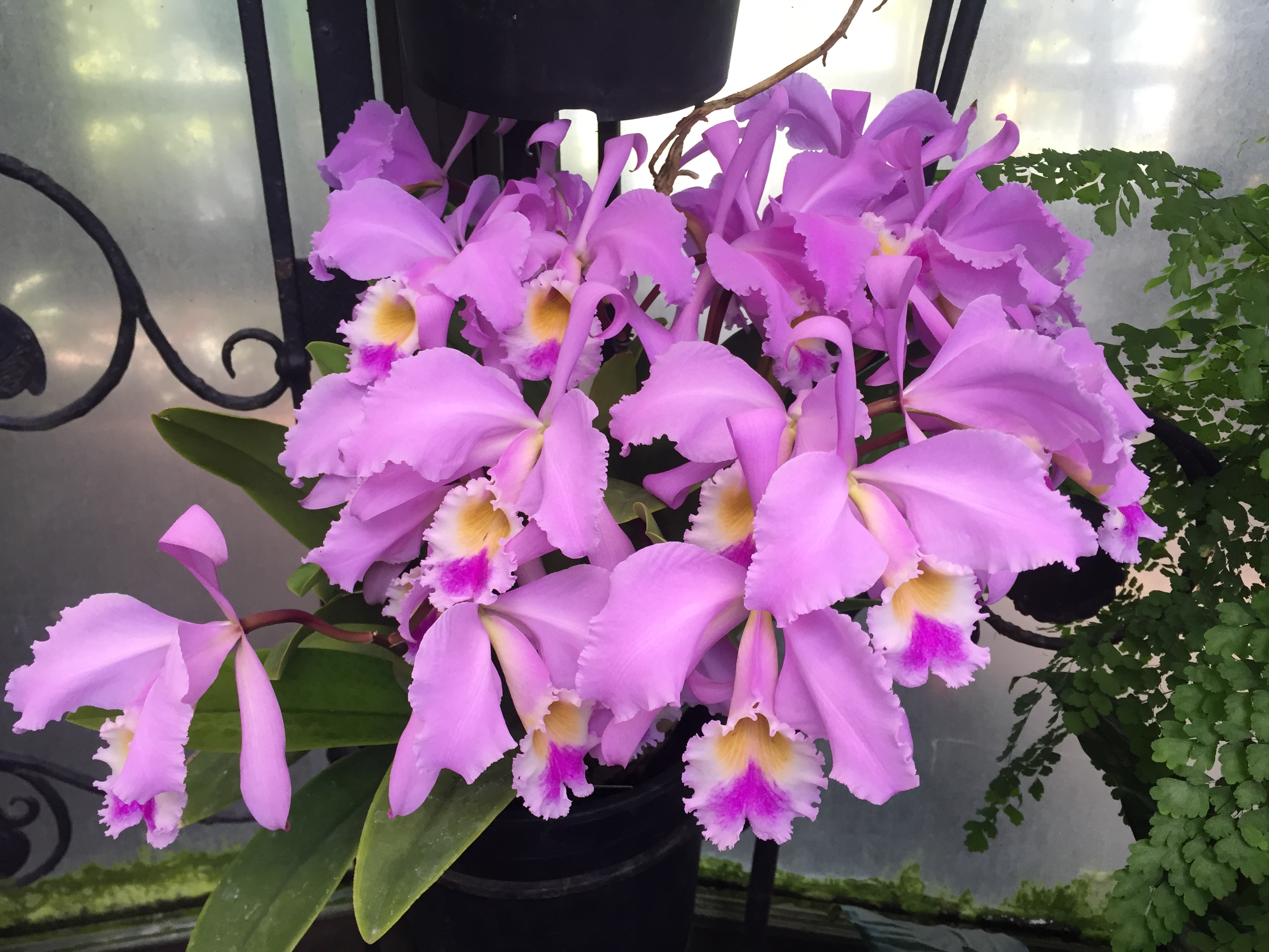 Orchid Talks – Greg Griffis