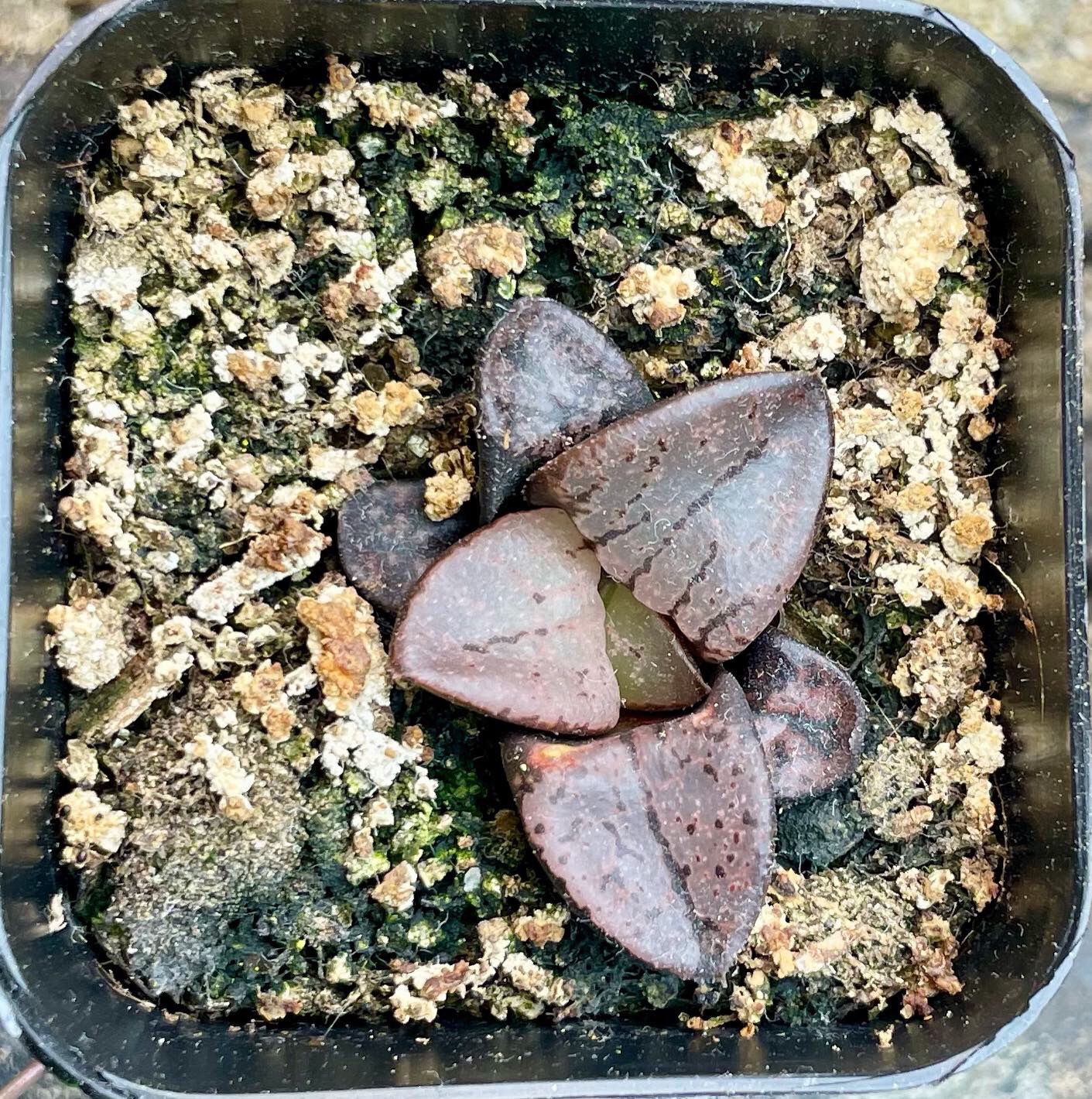 Haworthia – Greg Griffis