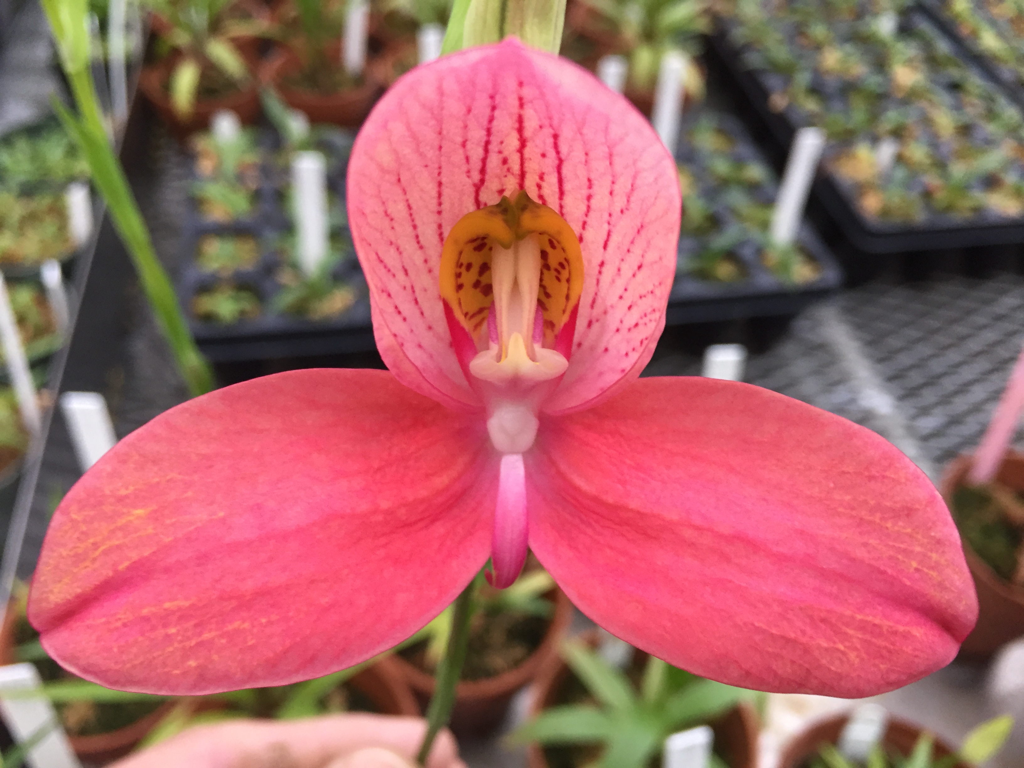 About my orchid career – Greg Griffis