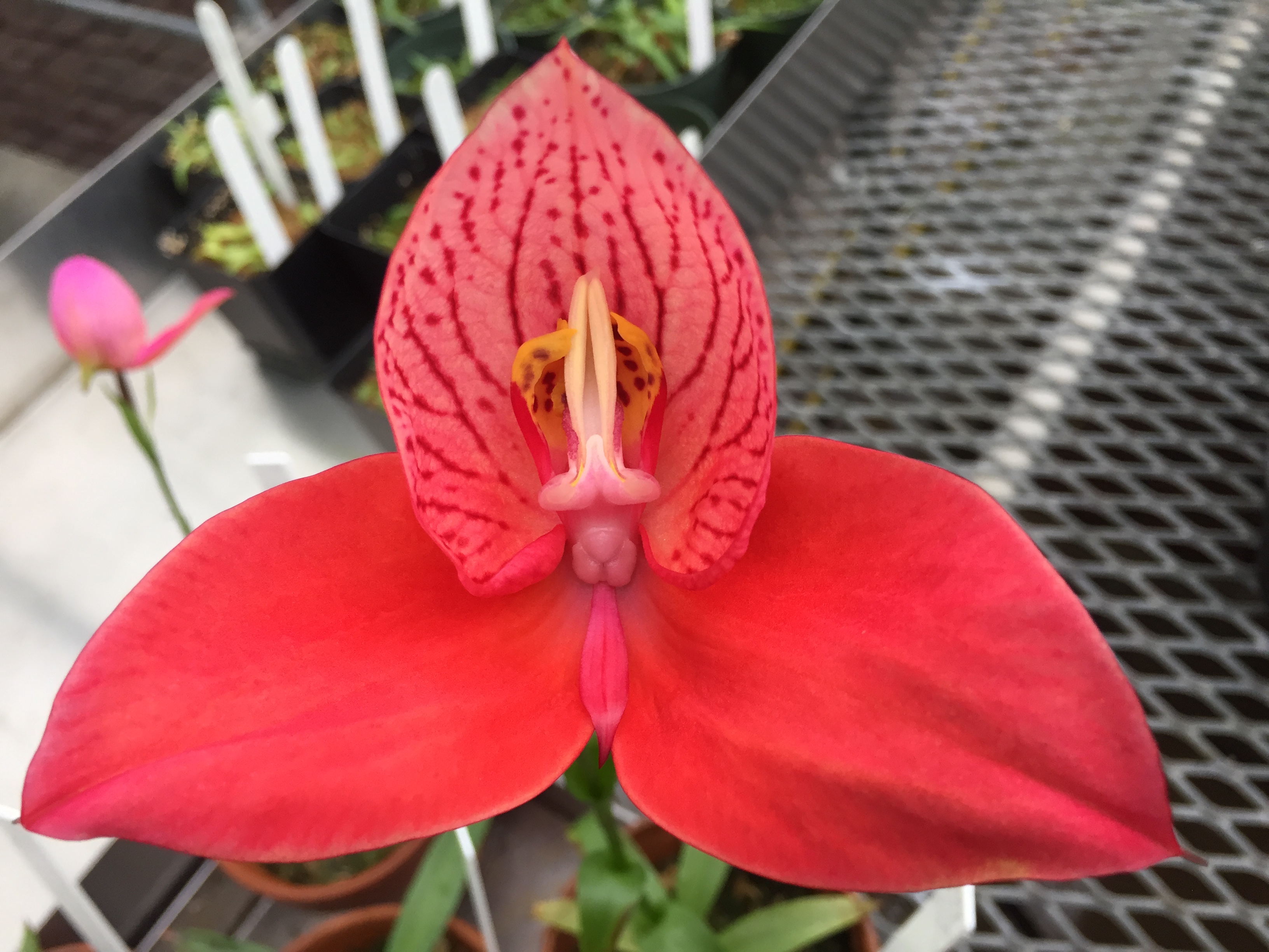 About my orchid career – Greg Griffis