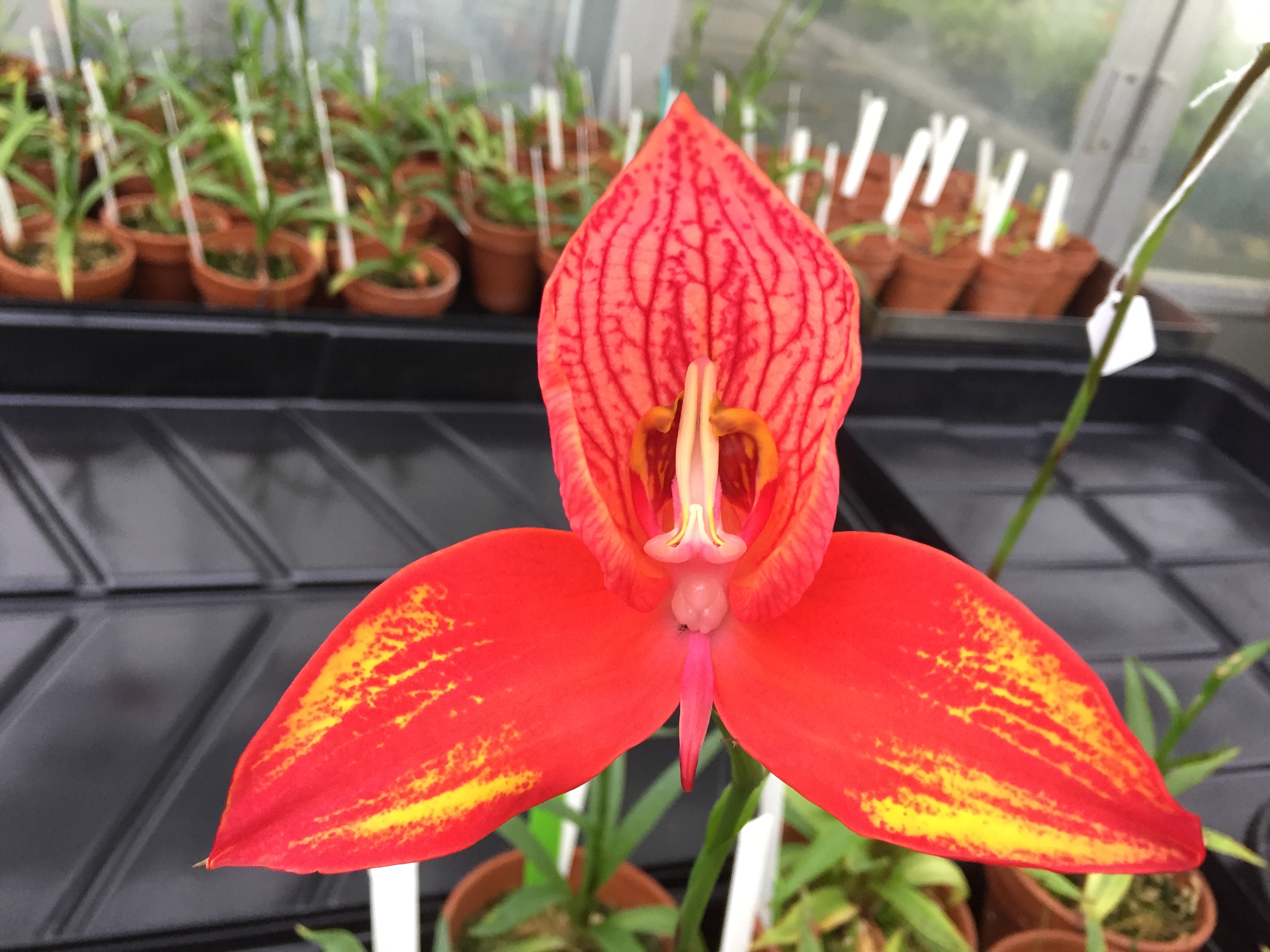 About my orchid career – Greg Griffis