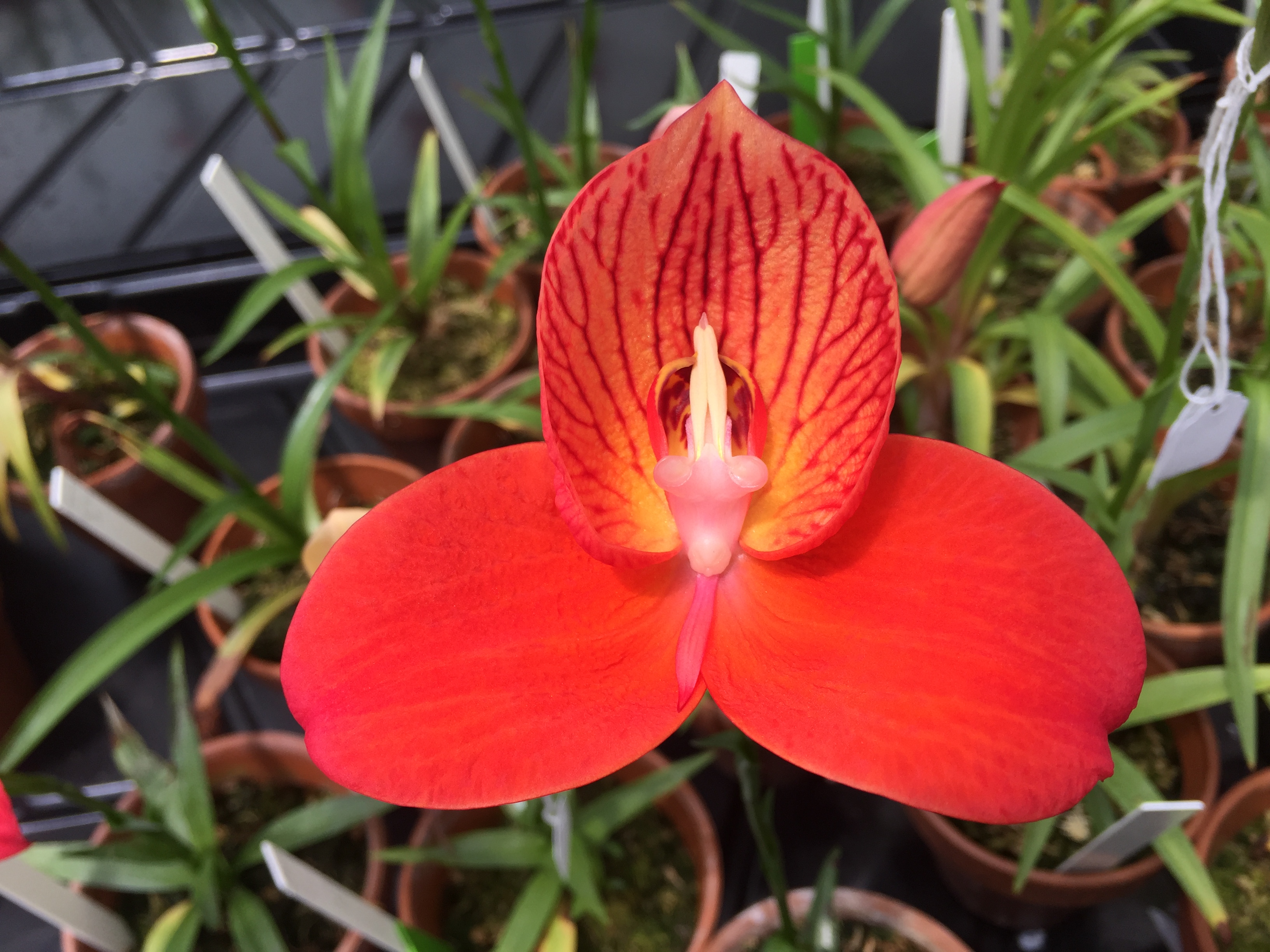About my orchid career – Greg Griffis